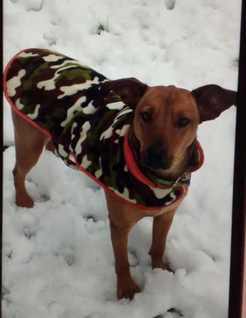 Pip & Pyometra - Why spaying your dogs is so important. - Rogue Valley ...