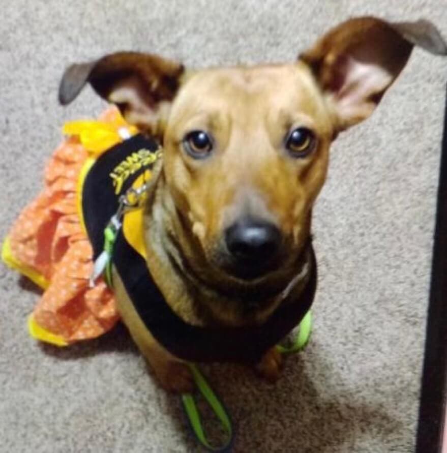 Pip & Pyometra - Why spaying your dogs is so important. - Rogue Valley ...