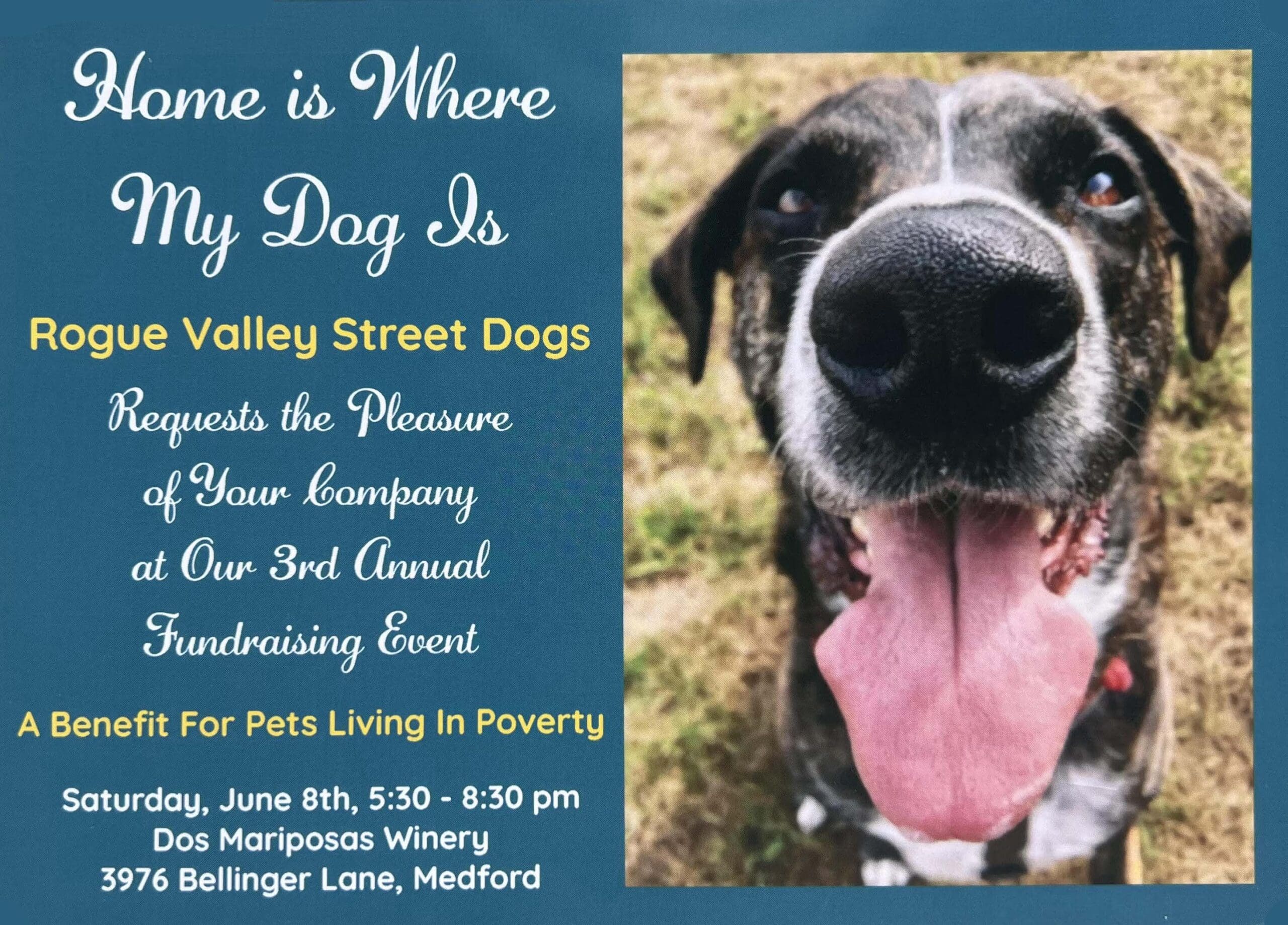 Street Dog Home - Street Dog Project