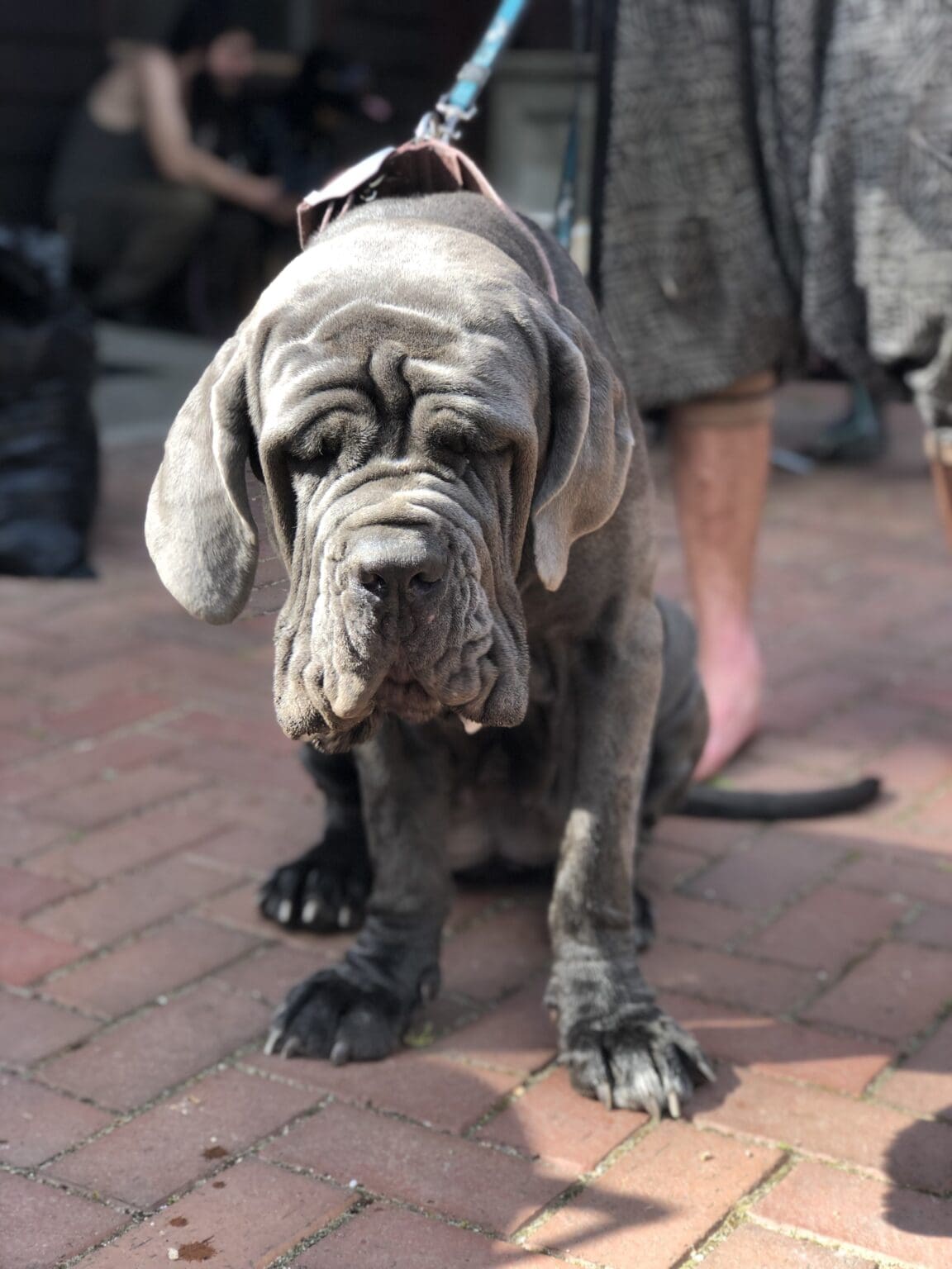 Drop Off Donations Locations - Rogue Valley Street Dogs