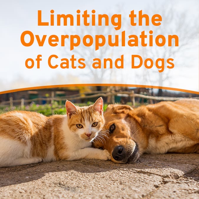 Limiting the Overpopulation of Cats and Dogs - Rogue Valley Street Dogs