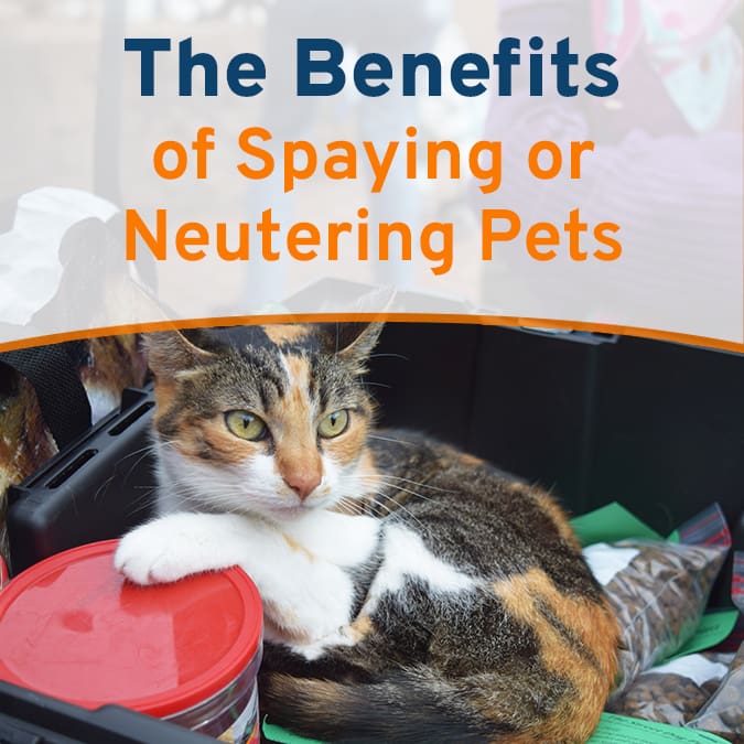 The Benefits of Spaying or Neutering Pets - Rogue Valley Street Dogs