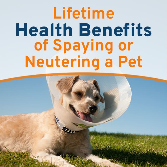 Lifetime Health Benefits of Spaying or Neutering a Pet - Rogue Valley ...