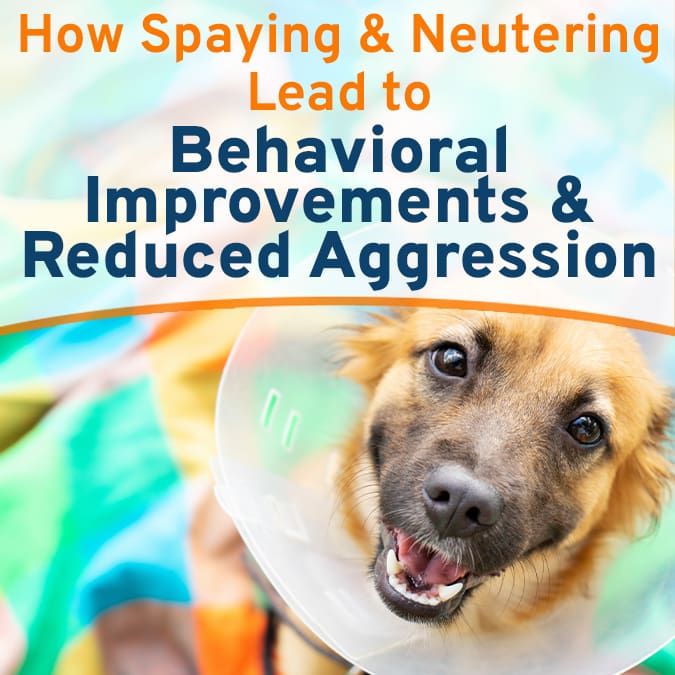 How Spaying and Neutering Lead to Behavioral Improvements